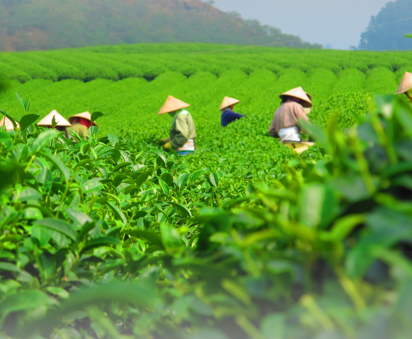 Discover & Learn the History of Tea | Tea People