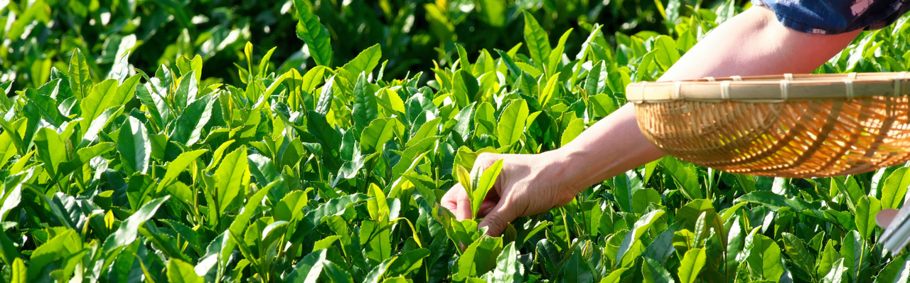 Tea Growing Regions – Tea People